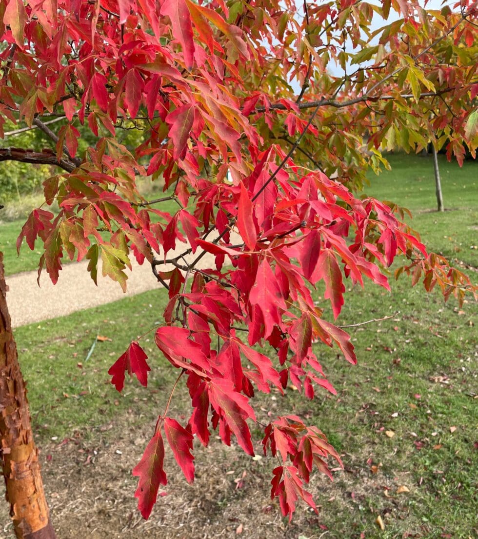 Autumn Leaf Colours - Tree Guide UK - ID by autumn leaf colour
