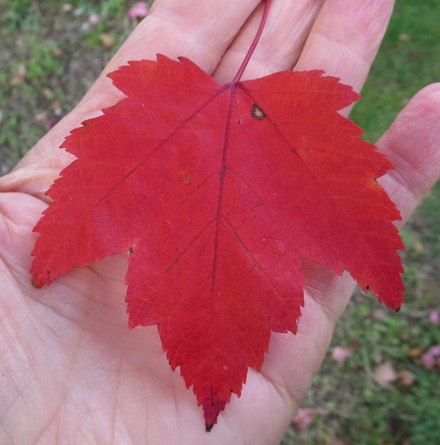 Autumn Leaf Colours - Tree Guide UK - ID by autumn leaf colour
