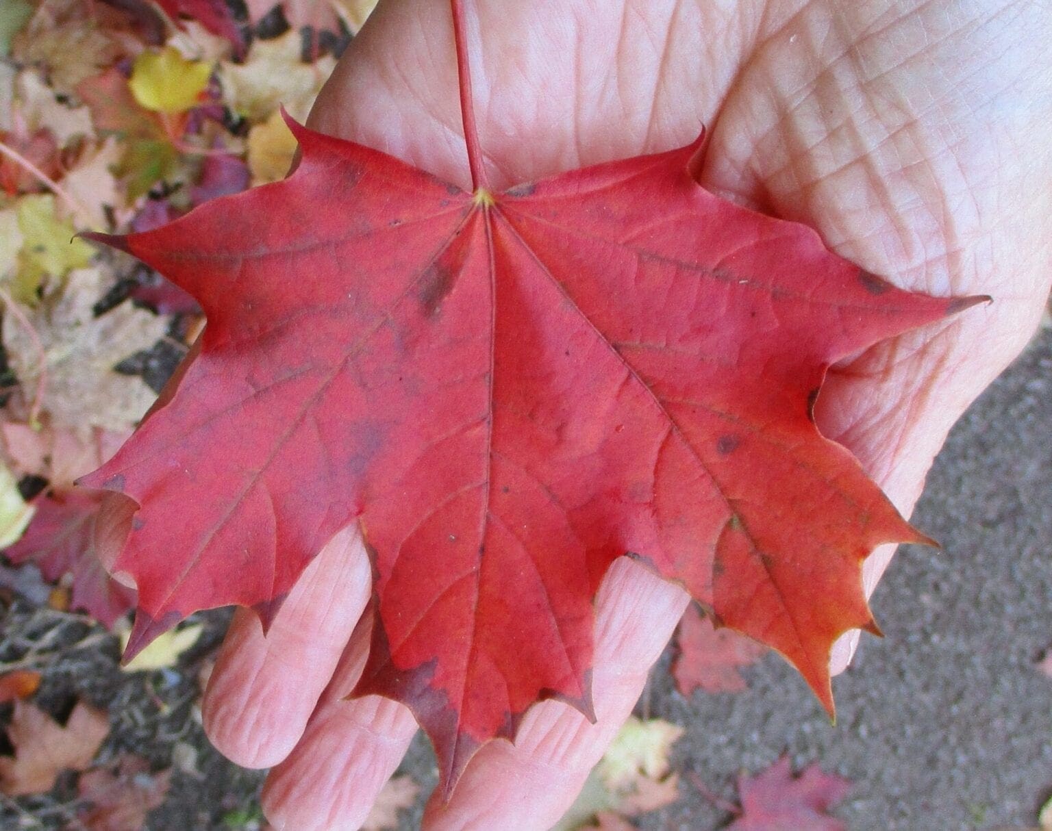 Autumn Leaf Colours - Tree Guide UK - ID by autumn leaf colour