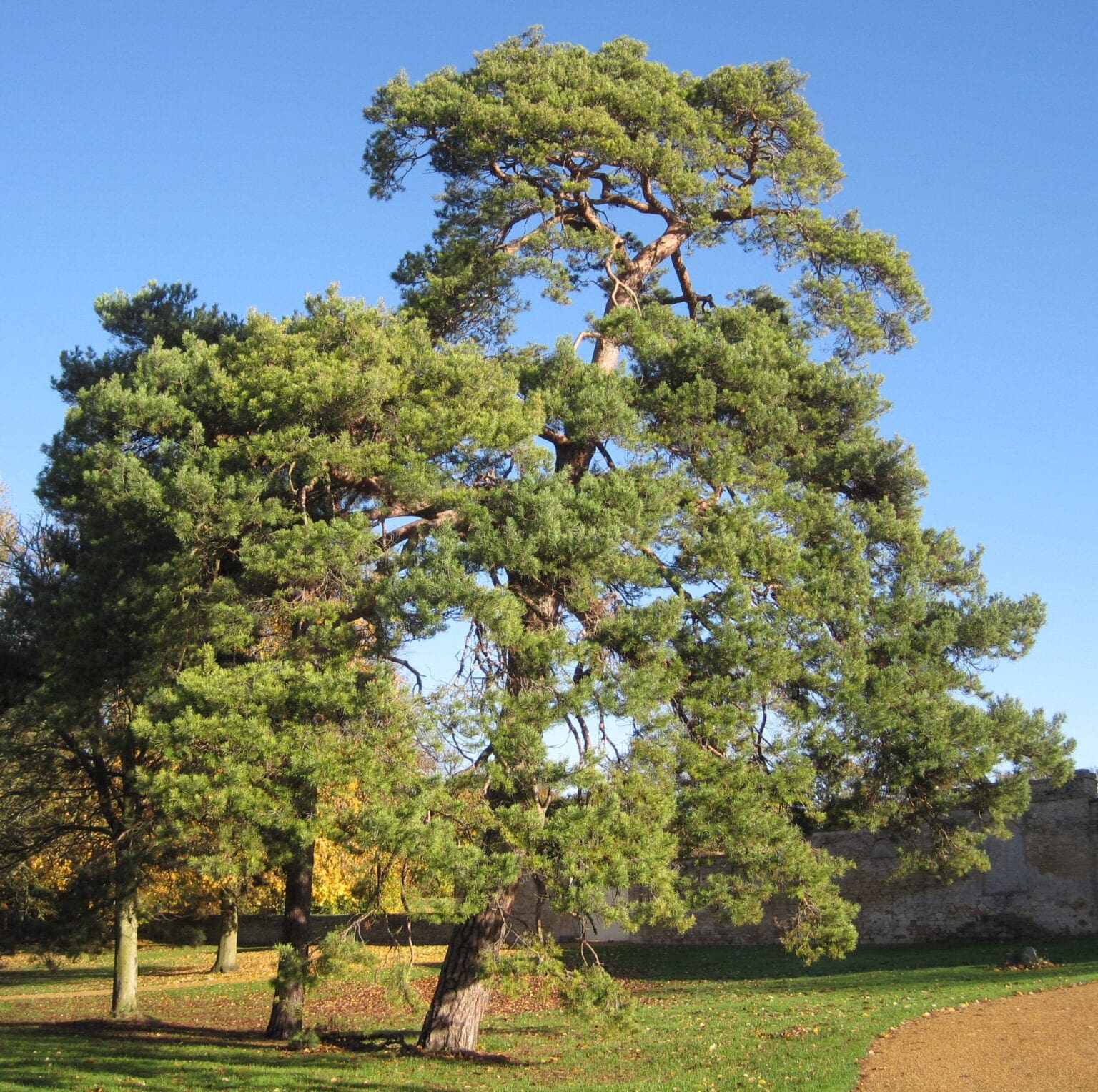 Scots Pine - Tree Guide UK - Scots Pine tree identification