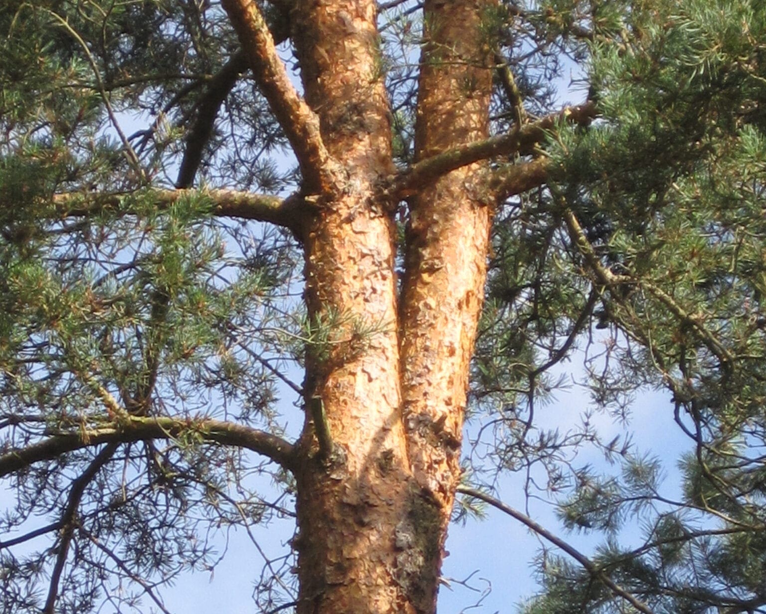 Scots Pine - Tree Guide UK - Scots Pine tree identification