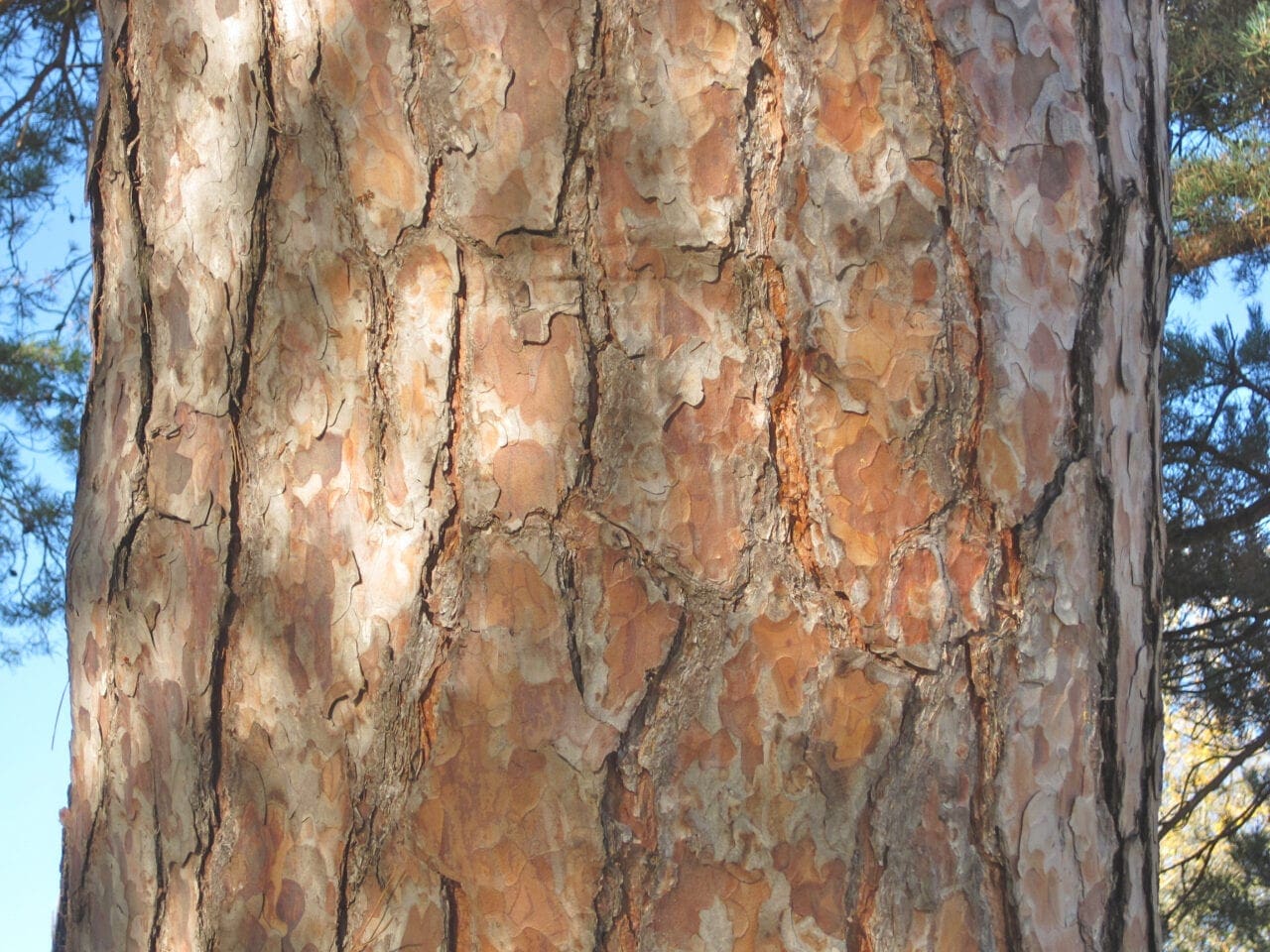 Scots Pine - Tree Guide UK - Scots Pine tree identification