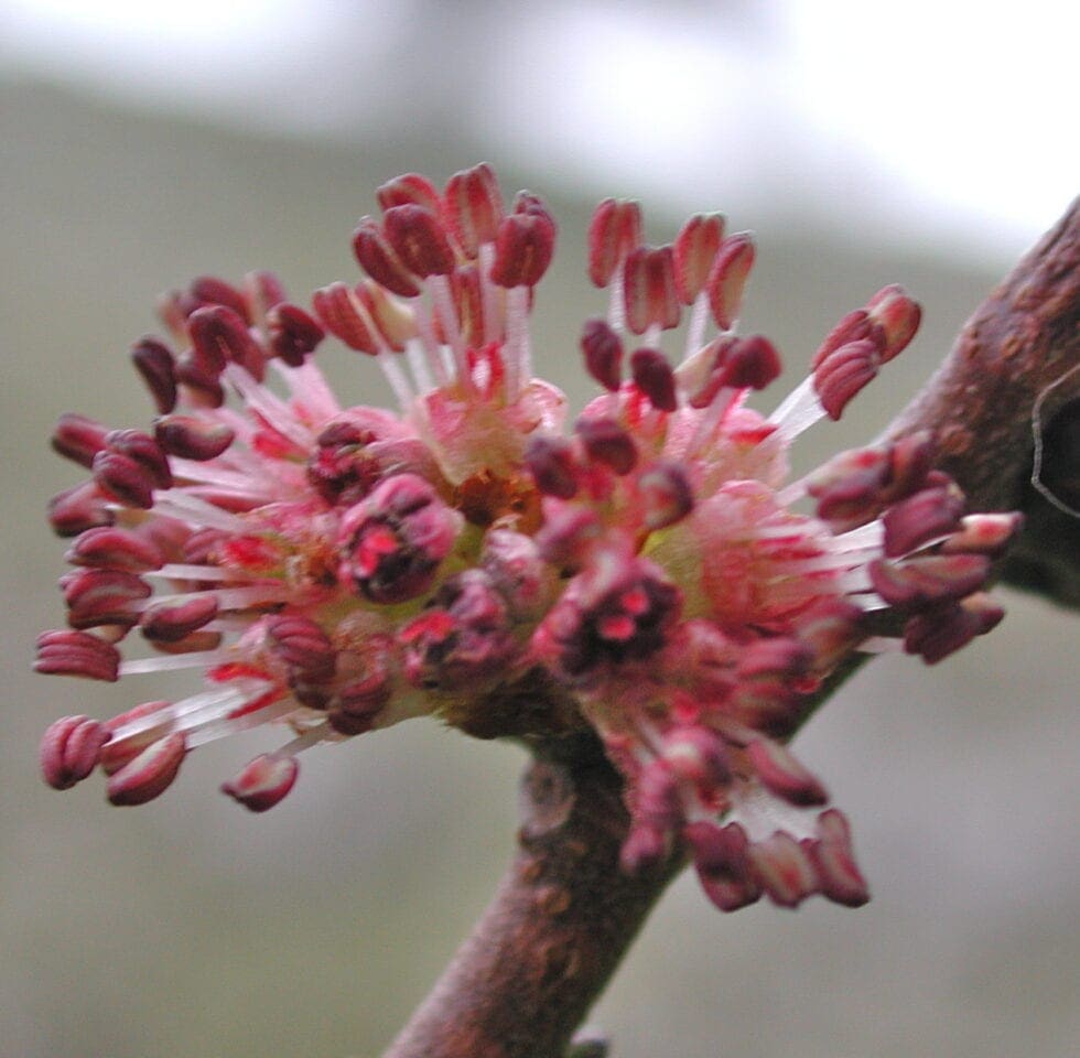 Wych Elm - Tree Guide UK - Wych Elm tree identification