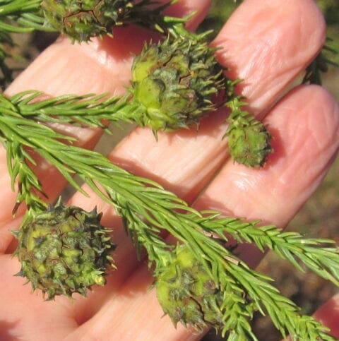 Japanese Red Cedar - Tree Guide UK - Japanese Red Cedar identification