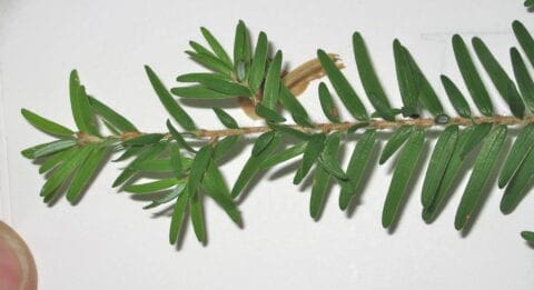 Western Hemlock - Tree Guide UK Western Hemlock identification