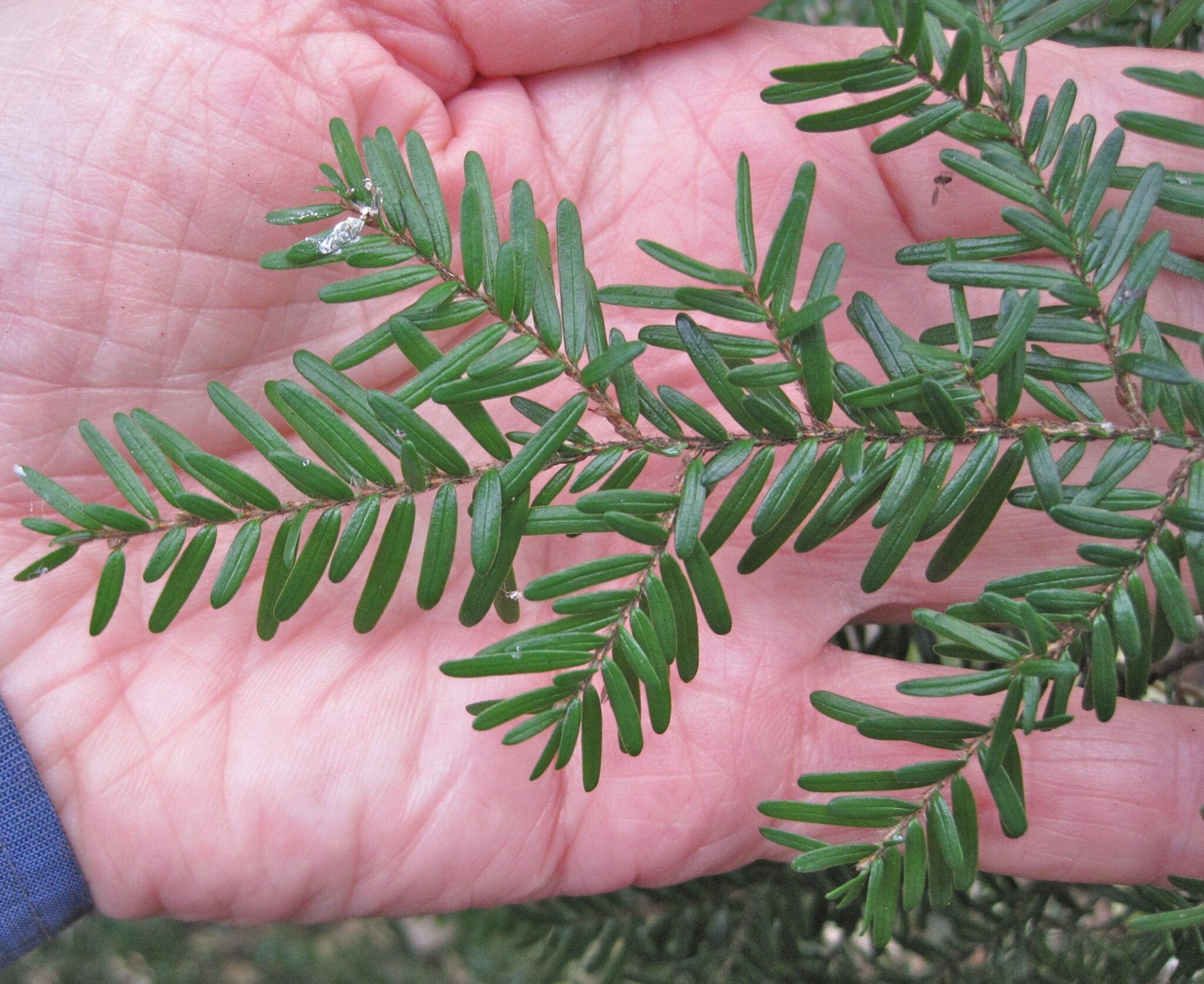 Western Hemlock - Tree Guide UK - Western Hemlock tree identification