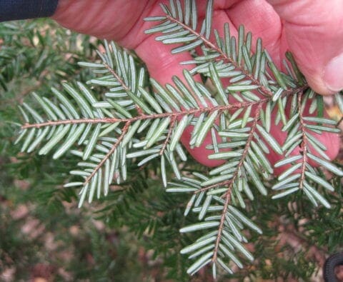 Western Hemlock - Tree Guide UK - Western Hemlock tree identification