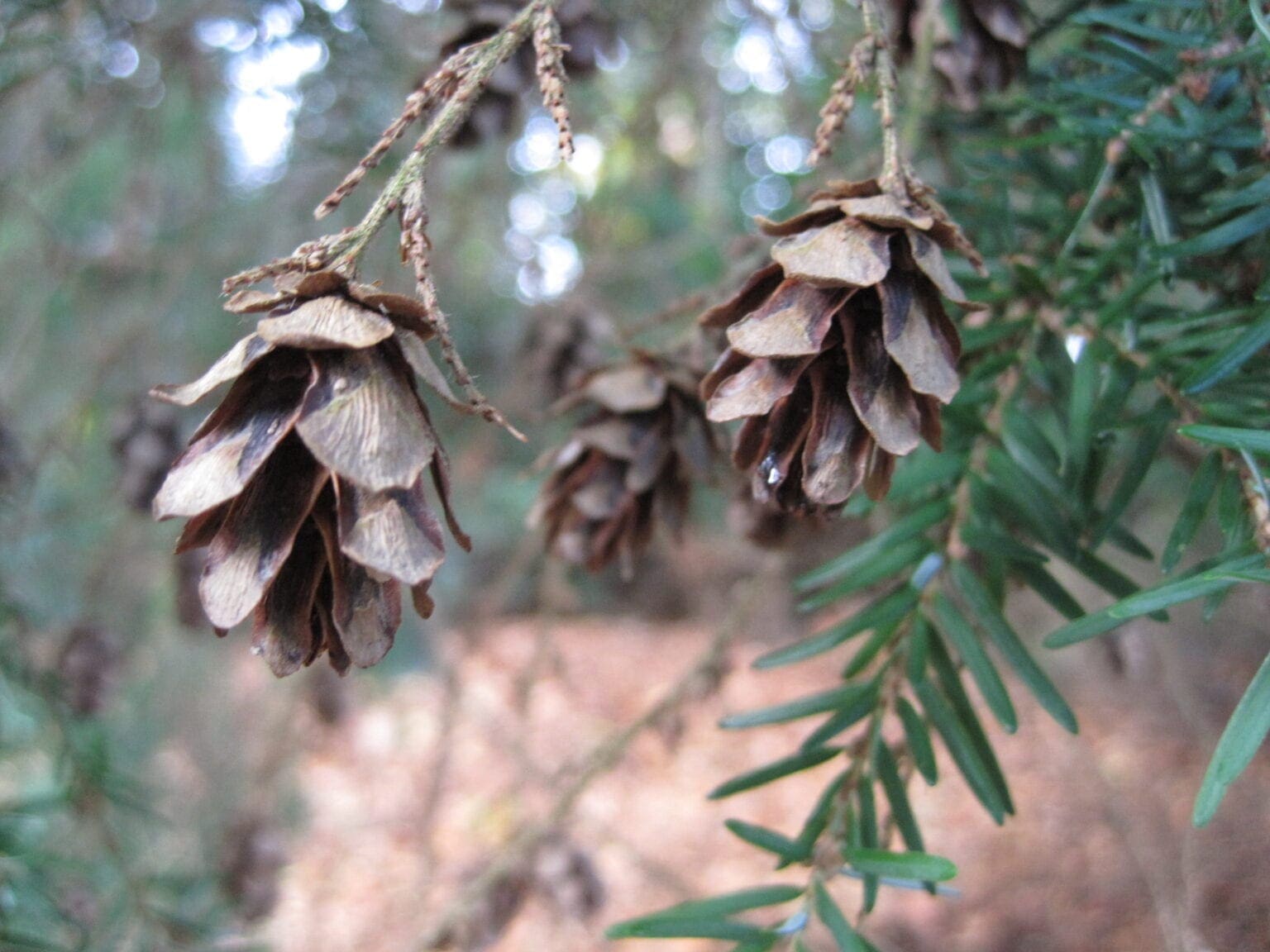 Western Hemlock - Tree Guide UK - Western Hemlock tree identification