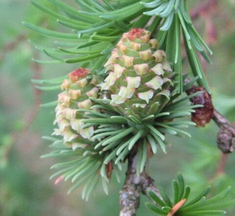 European Larch - Tree Guide UK European Larch identification