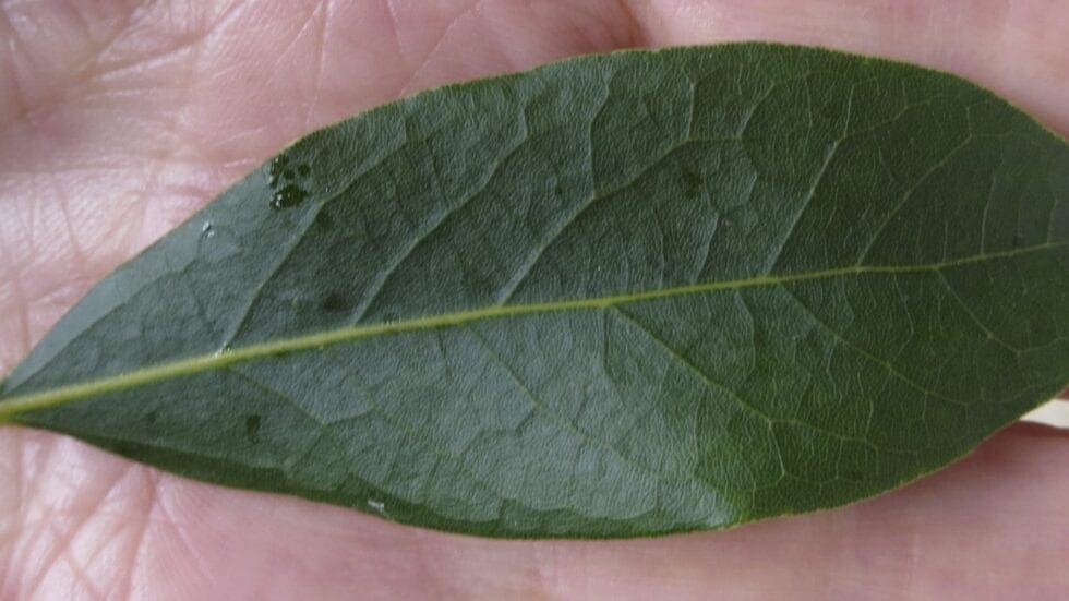 Leaf Oval Thin Tree Guide Uk Leaves Oval Thin Tree Identification