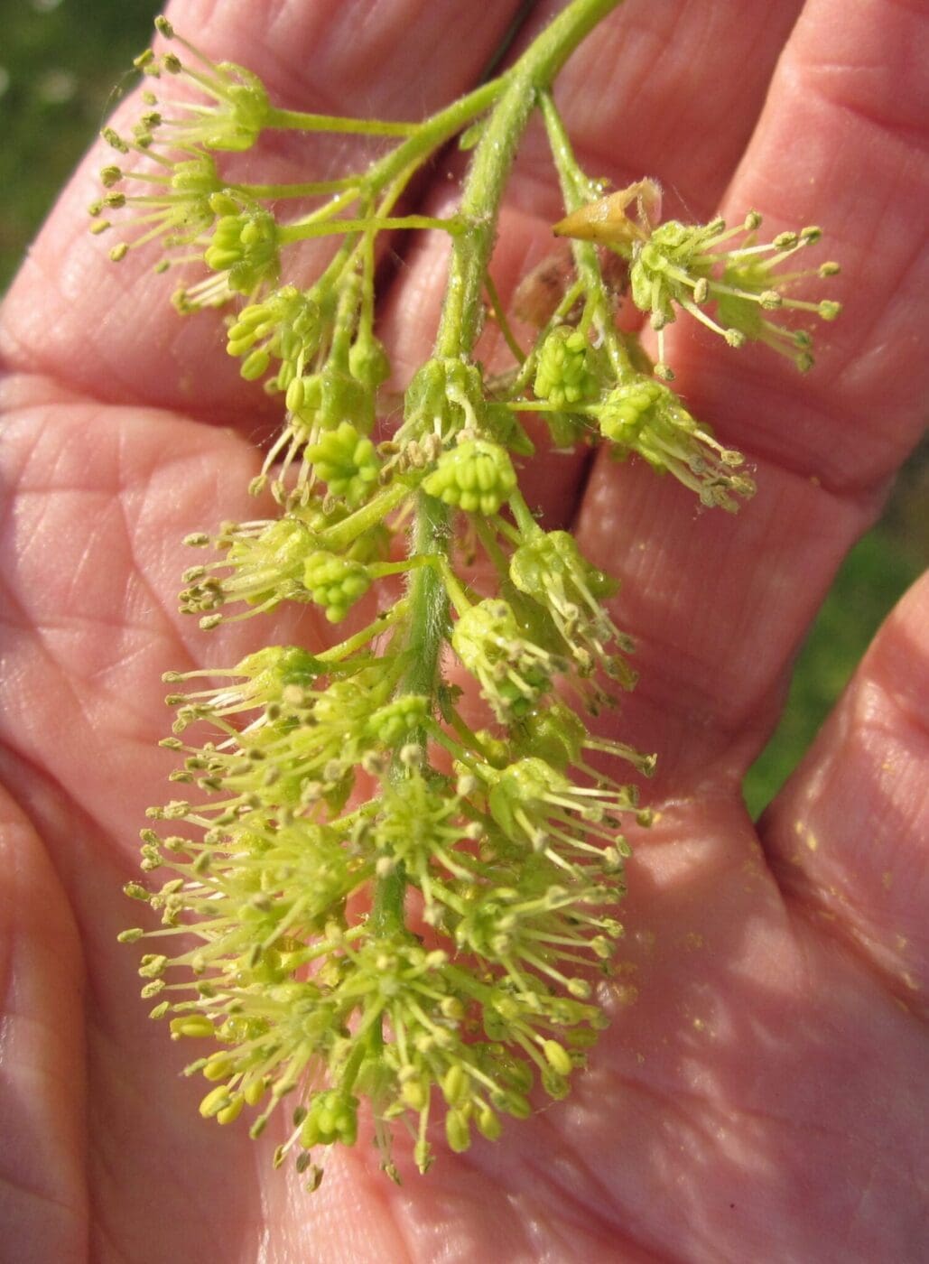 Sycamore Tree Guide UK Sycamore Tree Identification