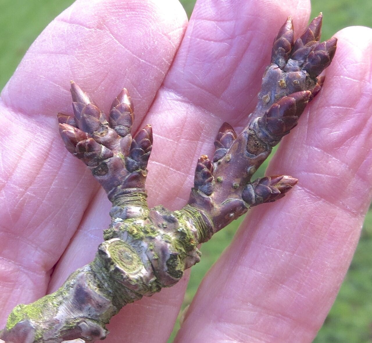 Buds clustered - Tree Guide UK - Tree ID by clustered buds