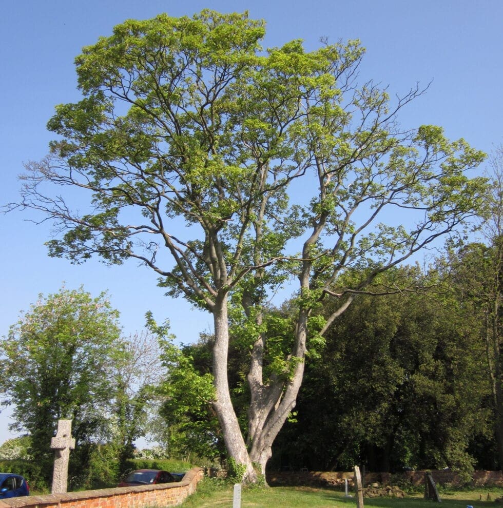 Sycamore Tree Guide UK Sycamore Tree Identification