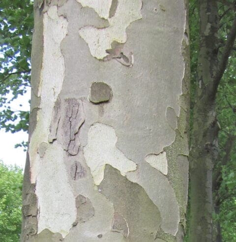 London Plane - Tree Guide UK - London Plane tree identification