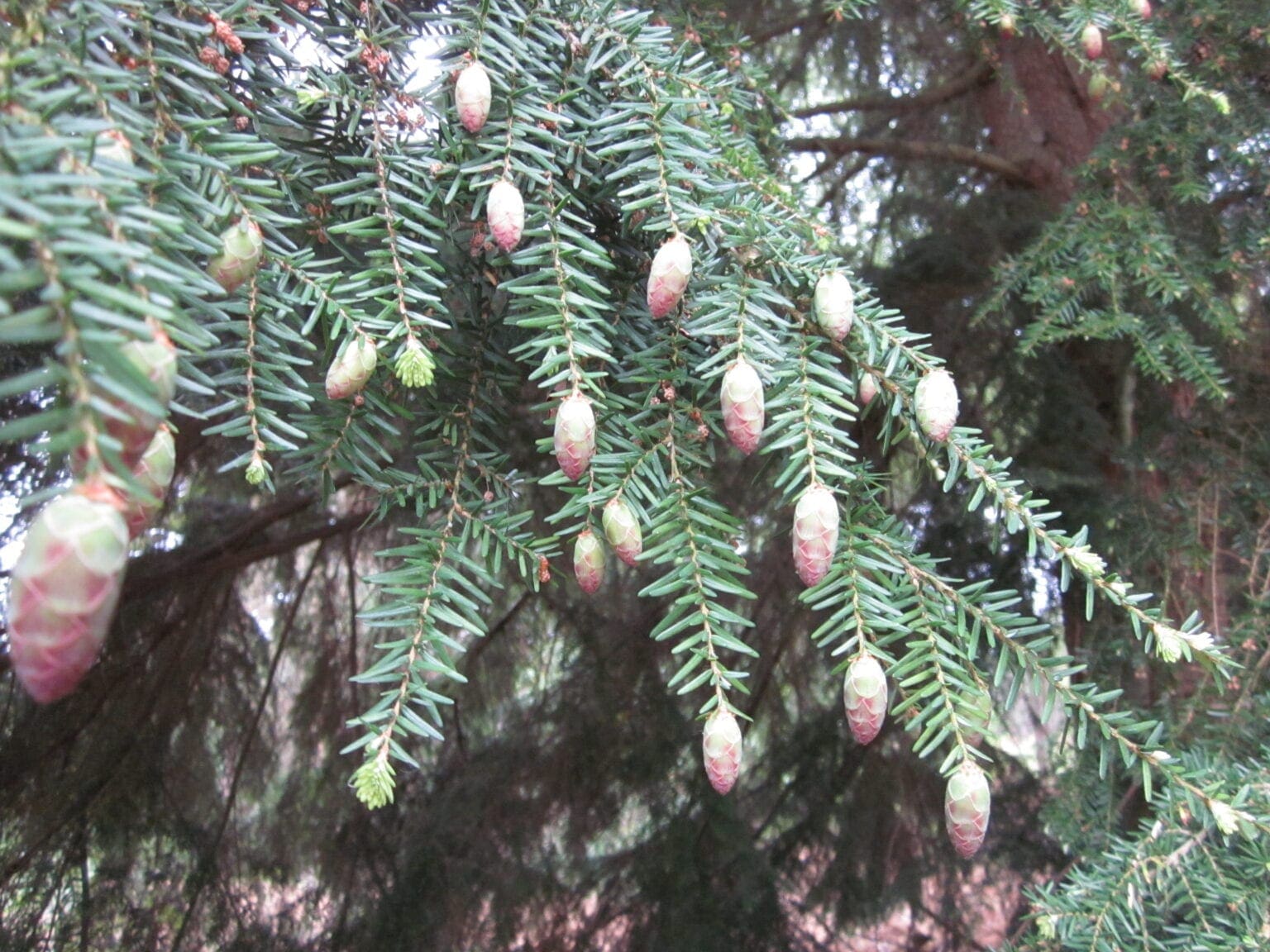 Western Hemlock - Tree Guide UK - Western Hemlock tree identification