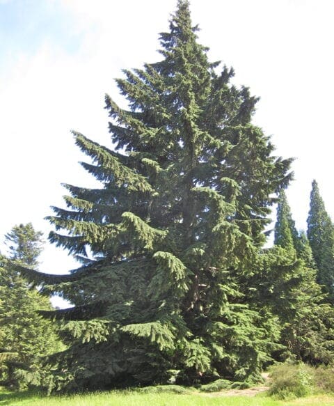Western Hemlock - Tree Guide UK - Western Hemlock tree identification