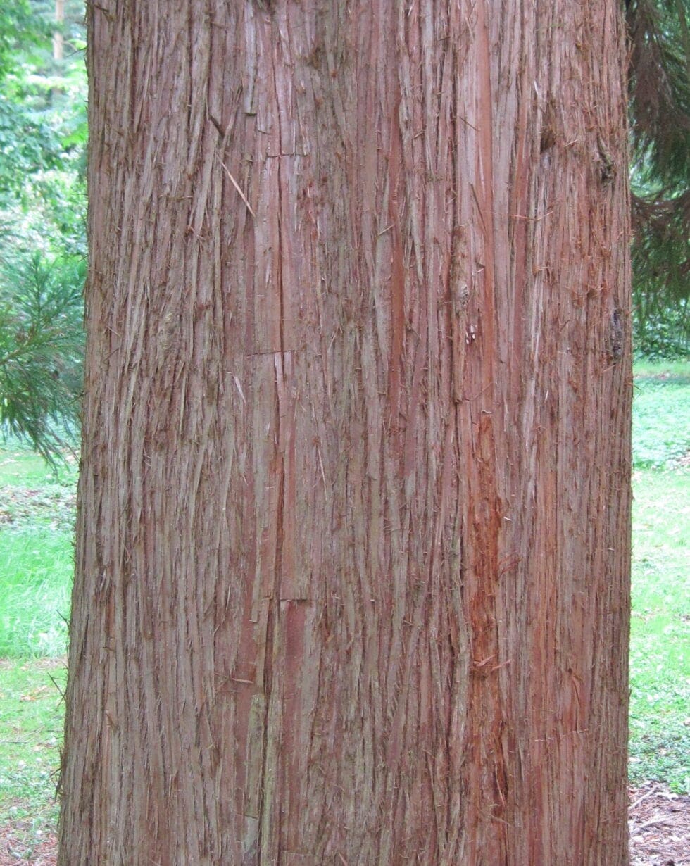 Japanese Red Cedar - Tree Guide UK - Japanese Red Cedar identification