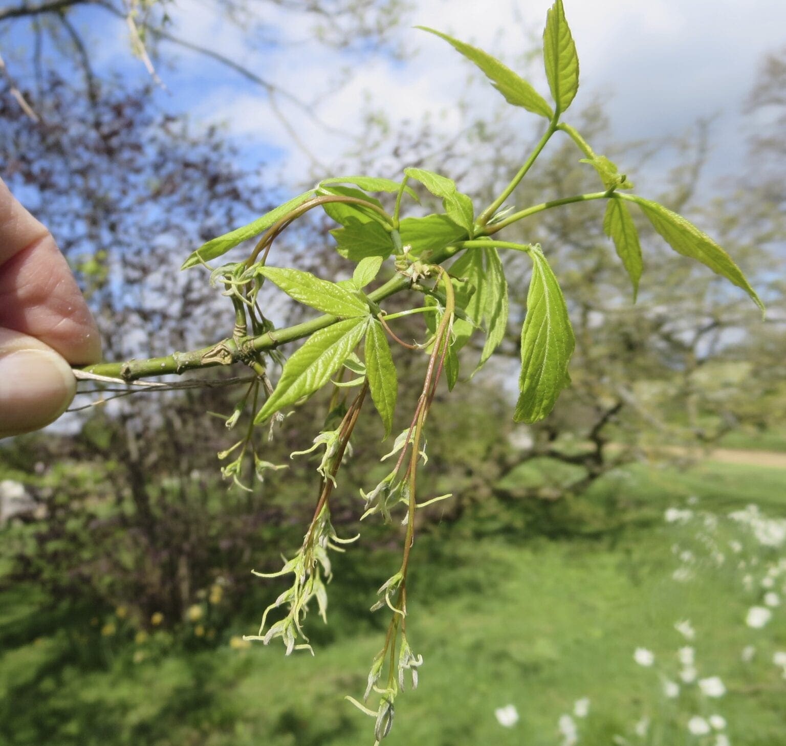 Box Elder - Tree Guide UK Box Elder tree identification