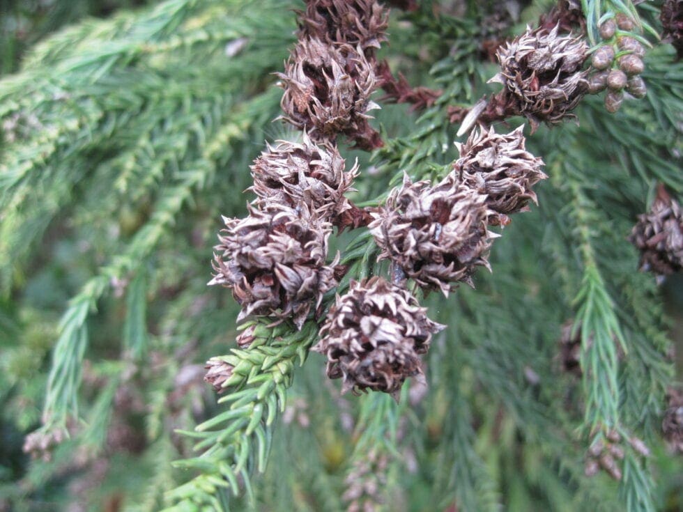Japanese Red Cedar - Tree Guide UK - Japanese Red Cedar identification
