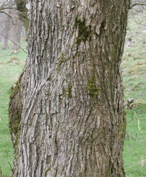 Wych Elm - Tree Guide UK - Wych Elm tree identification