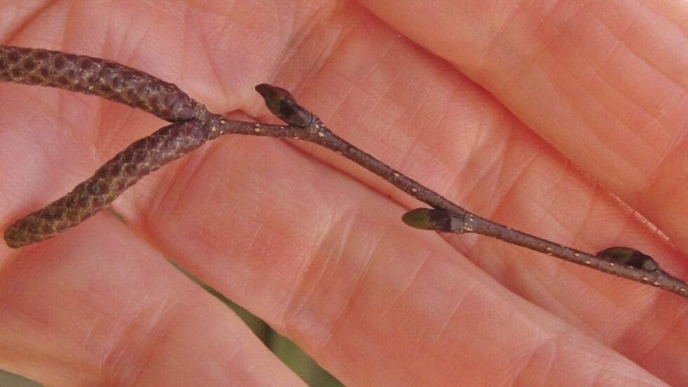 Buds Alternate - Tree Guide UK - Tree ID by lateral alternate buds