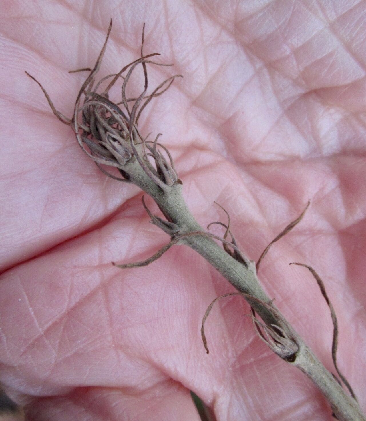 Buds clustered - Tree Guide UK - Tree ID by clustered buds