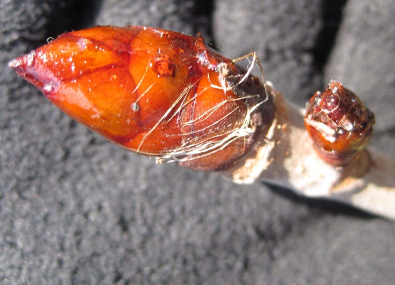 Buds terminal - Tree Guide UK - Tree identification by terminal bud