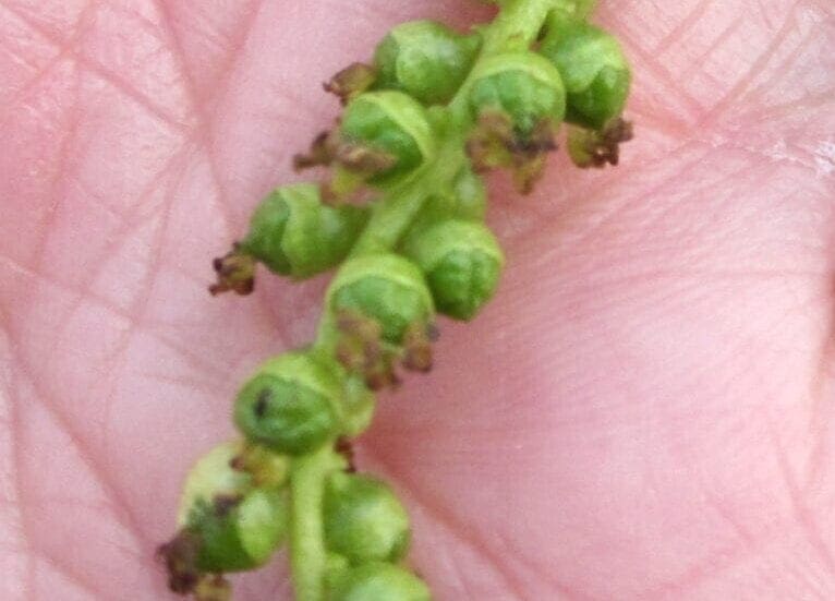 Catkins - Tree Guide UK - Tree identification by catkins