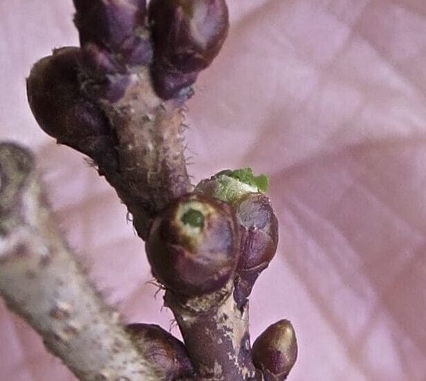 Buds clustered - Tree Guide UK - Tree ID by clustered buds