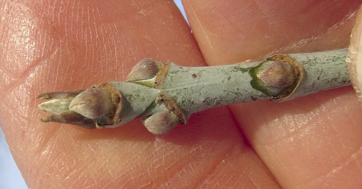 Buds Opposite - Tree Guide UK buds opposite tree identification