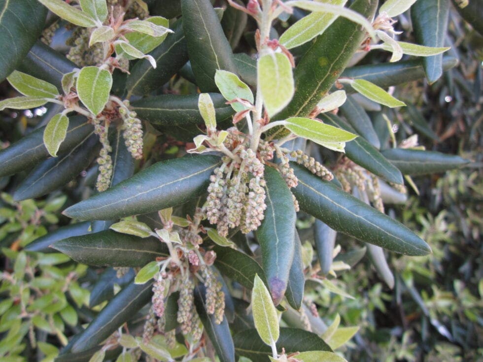 Catkins - Tree Guide UK - Tree identification by catkins