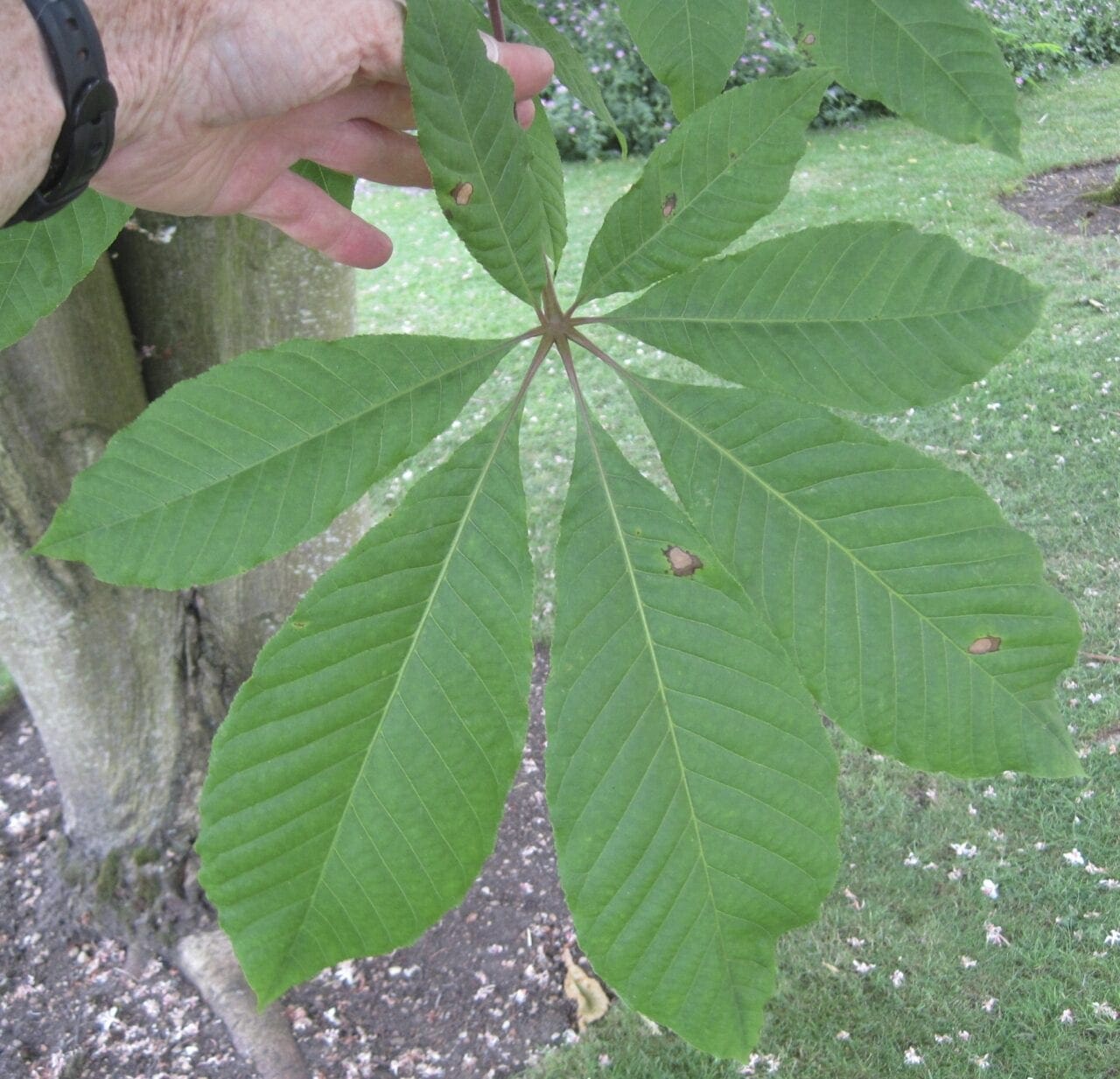 Leaf Palmate - Tree Guide UK - Tree ID by palmate leaf