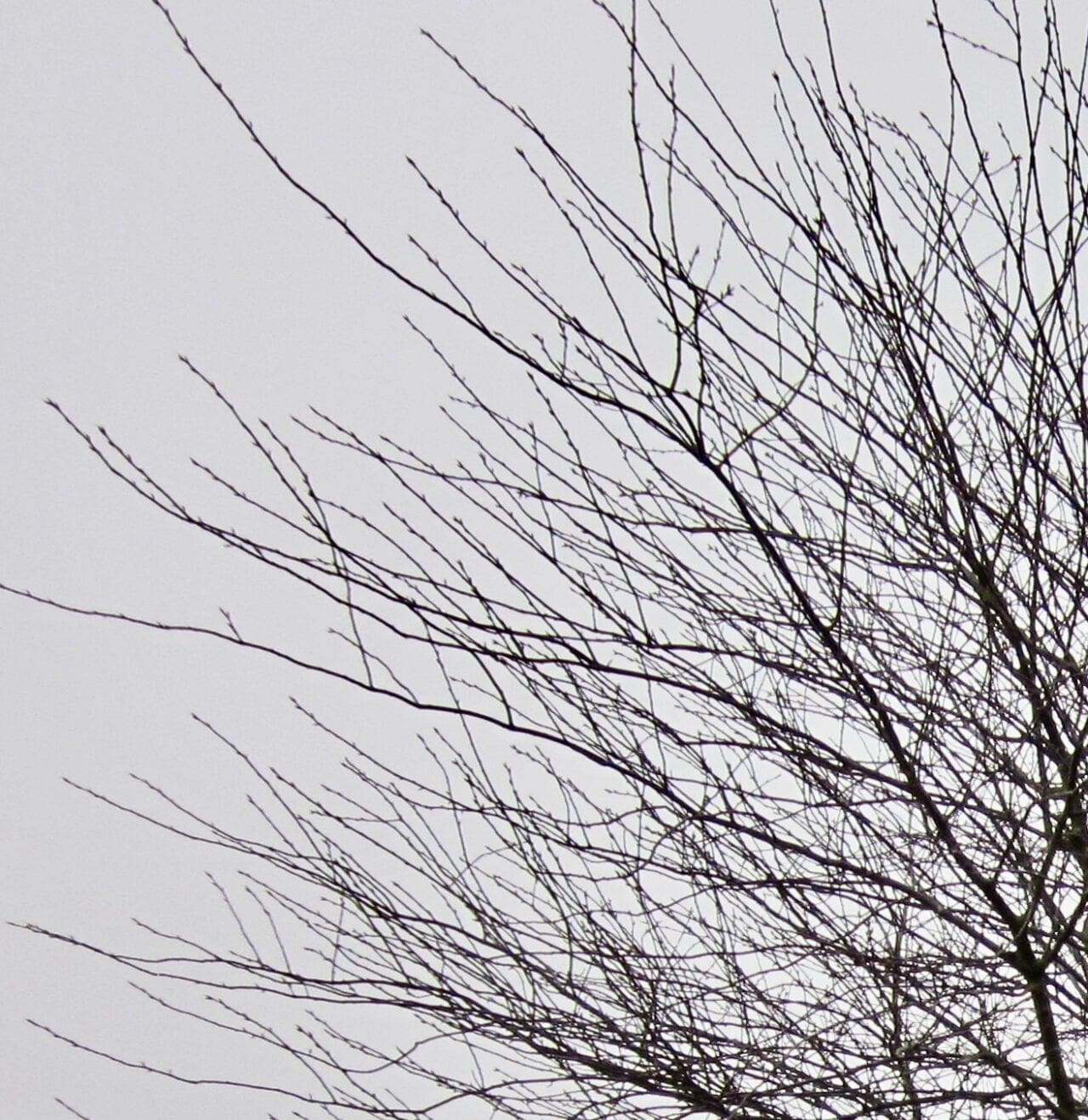 Winter Branches - Tree Guide UK - Tree identification by winter branches