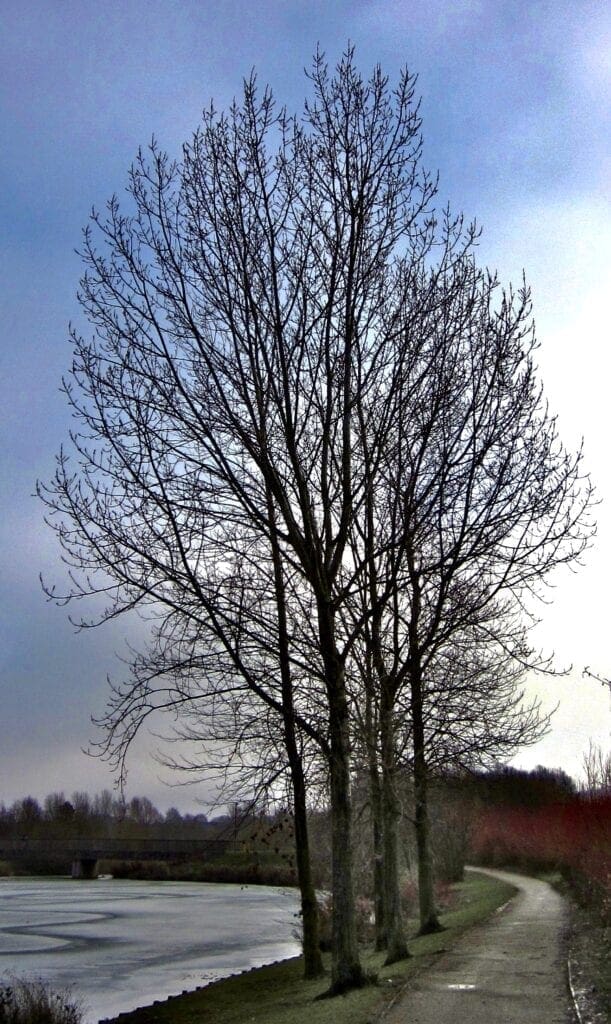 Winter Tree Shape - Tree Guide UK - Tree identification by winter shape
