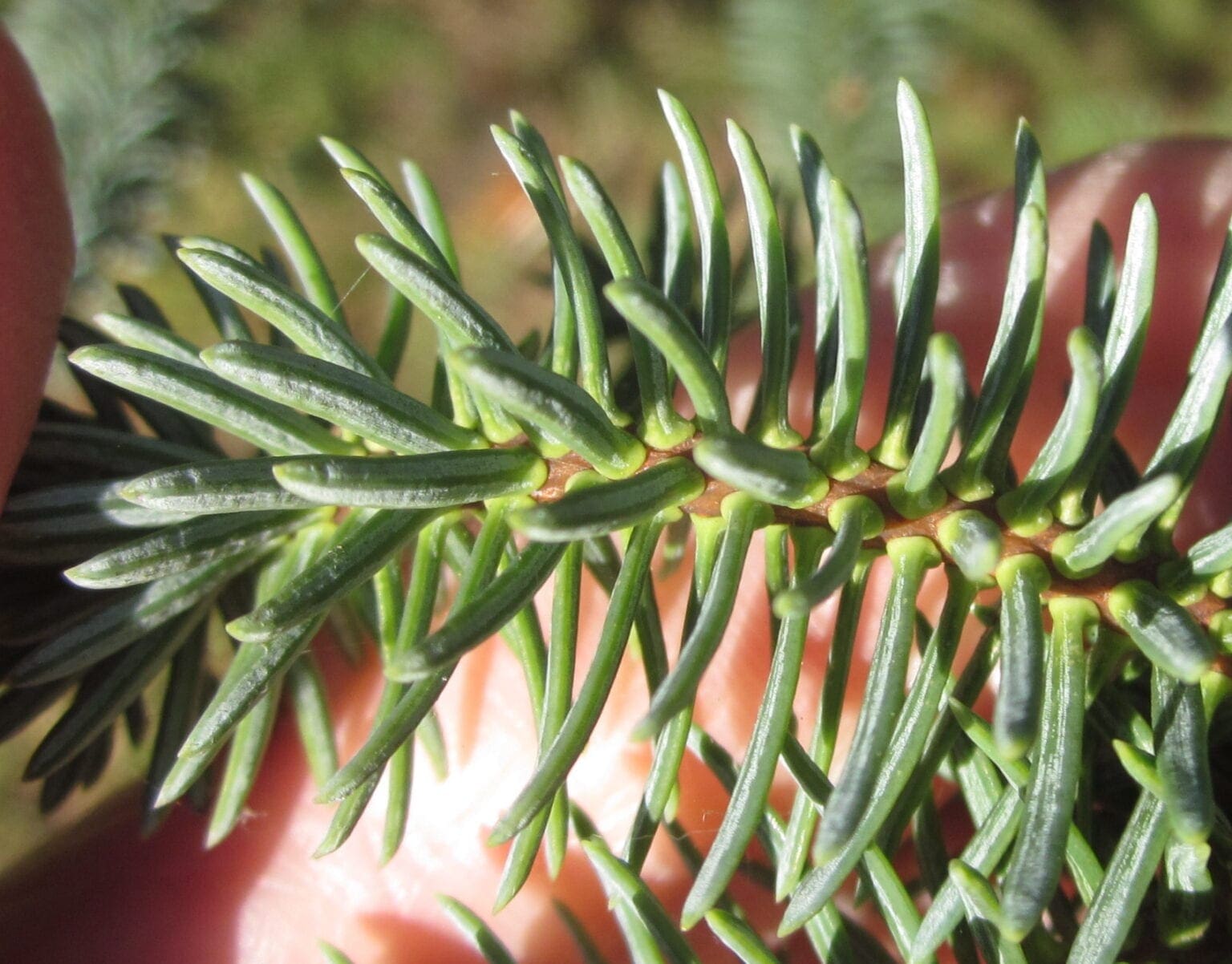 Spruce and Fir tree leaves - Tree Guide UK Spruce and fir tree ID