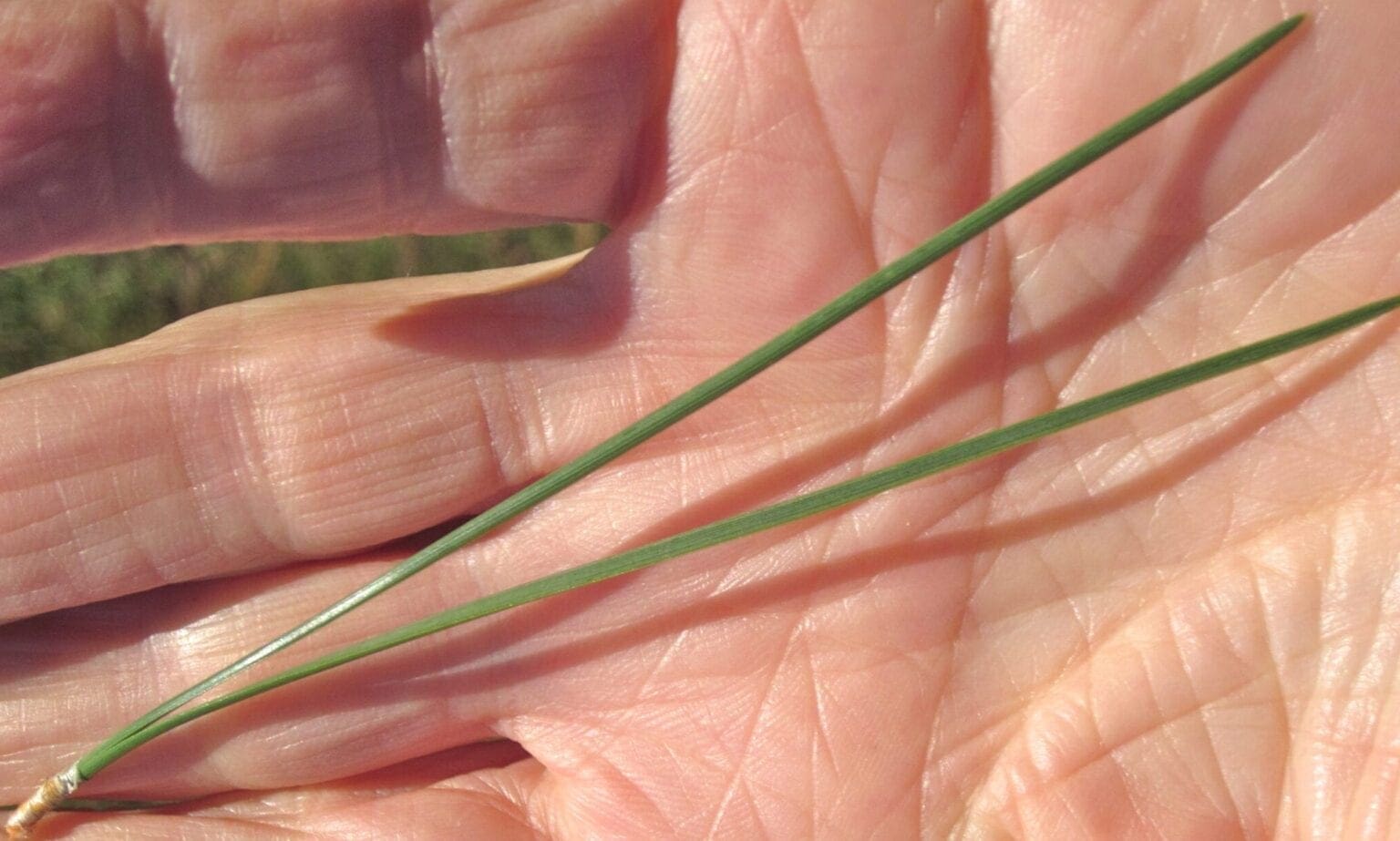 Pine Leaves - Tree Guide UK - Tree ID by pine needles