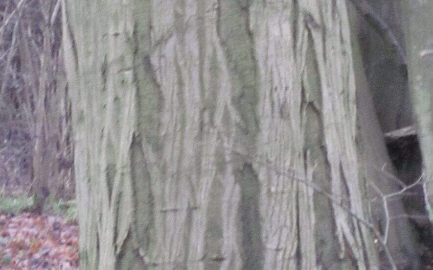 Bark - Tree Guide UK - Tree identification by type of bark