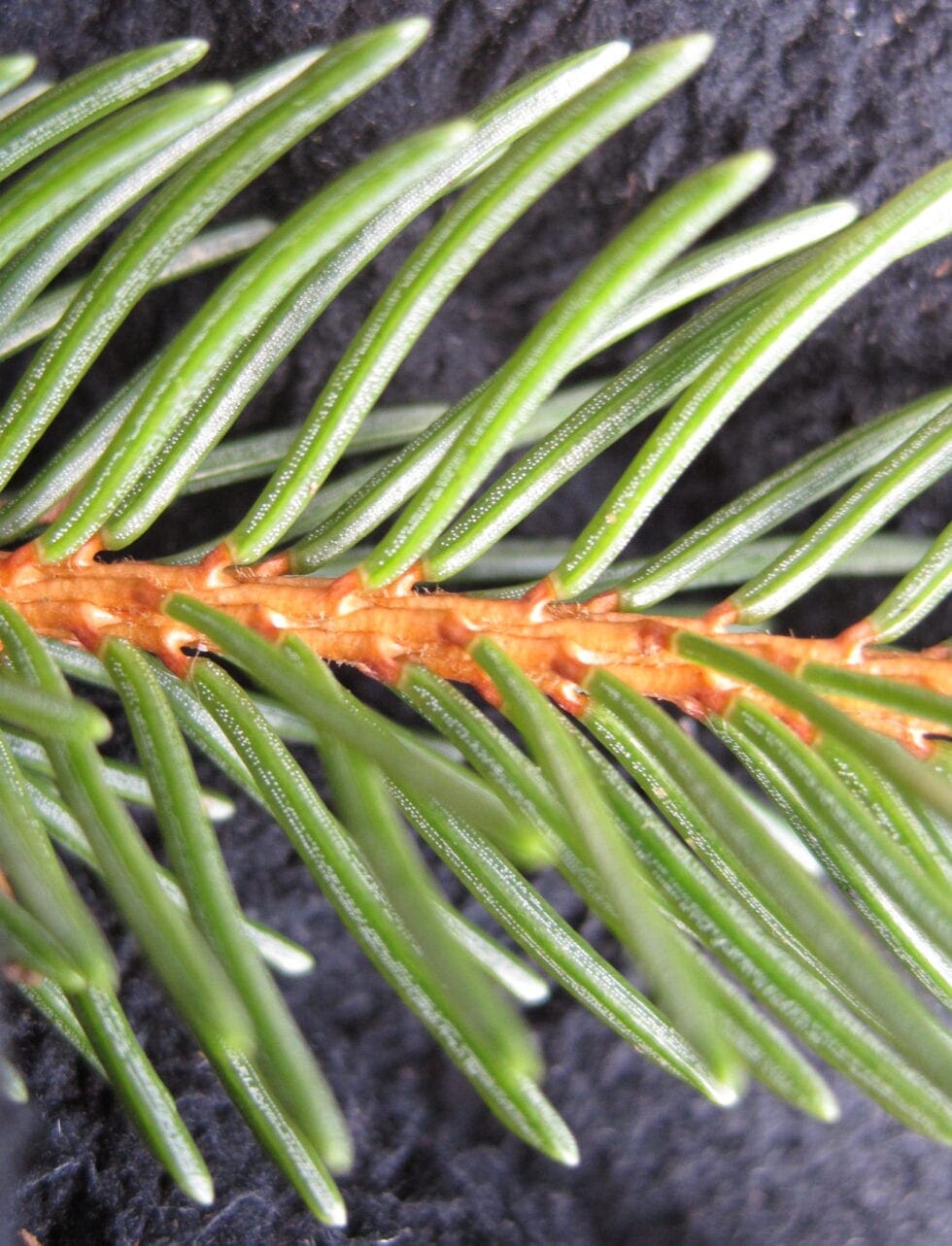 Spruce and Fir tree leaves - Tree Guide UK Spruce and fir tree ID