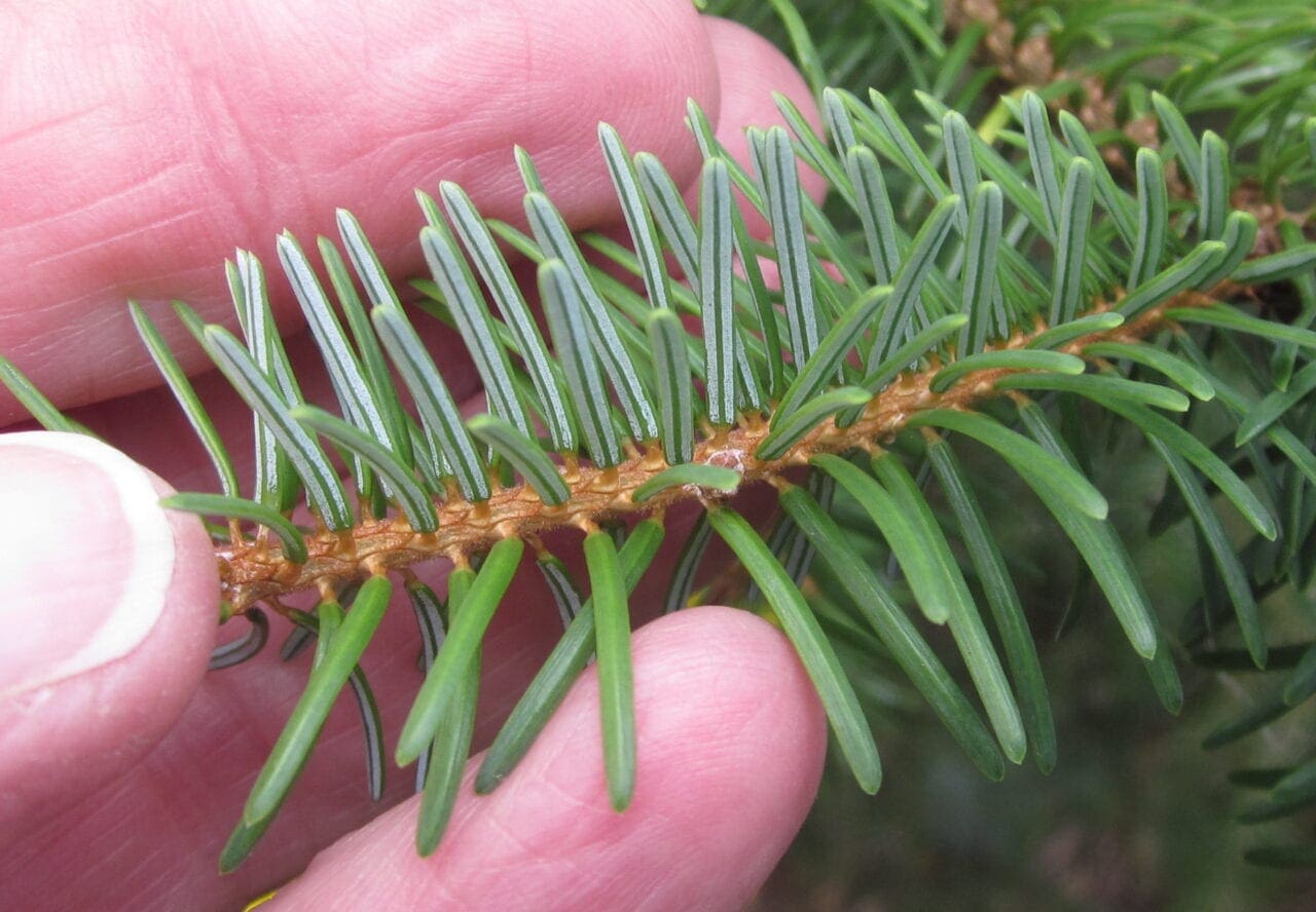 Spruce and Fir tree leaves - Tree Guide UK Spruce and fir tree ID