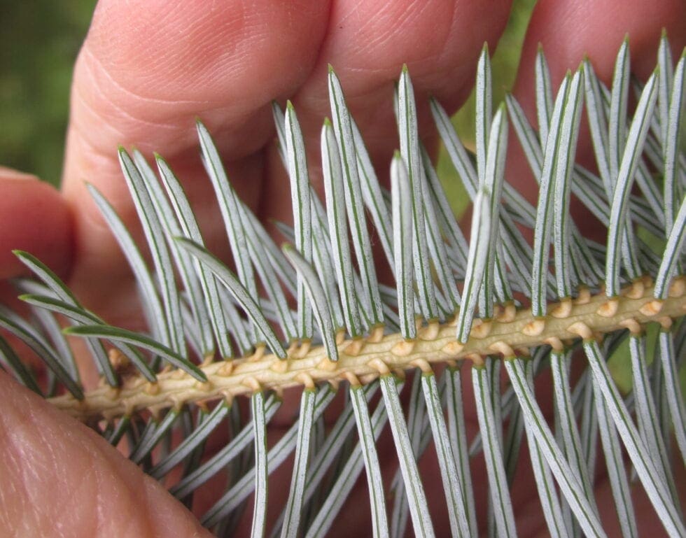 Spruce and Fir tree leaves - Tree Guide UK Spruce and fir tree ID