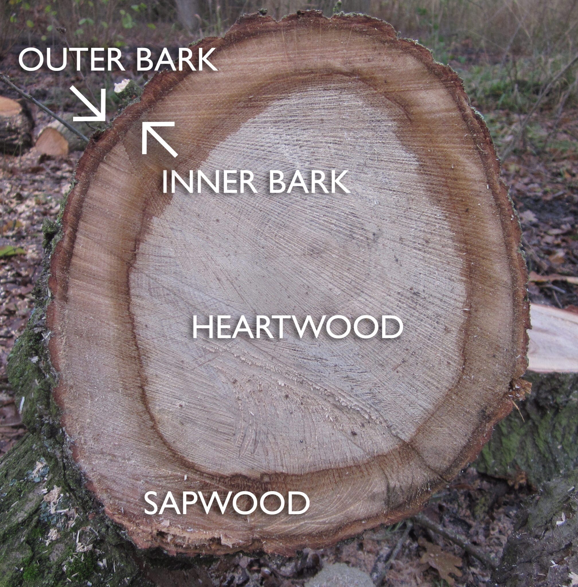 Bark Tree Guide Uk Bark Used For Tree Identification