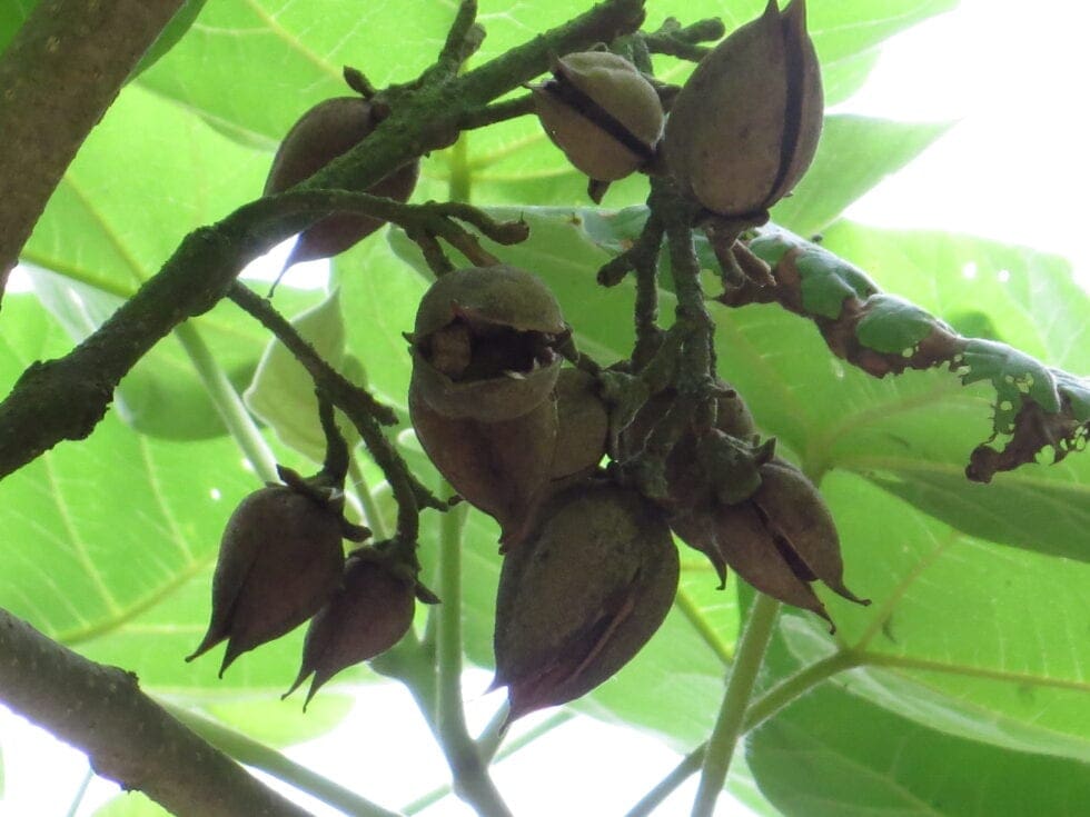 Foxglove Tree - Tree Guide UK - Foxglove Tree identification
