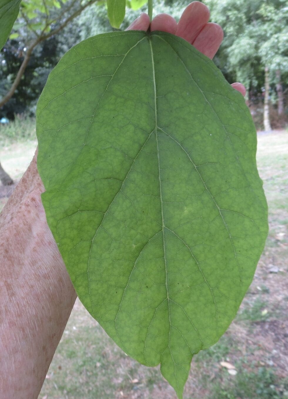 Southern Catalpa - Tree Guide UK - Southern Catalpa tree identification
