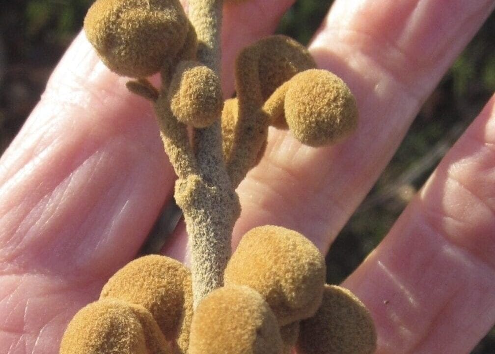 Foxglove Tree - Tree Guide UK - Foxglove Tree identification