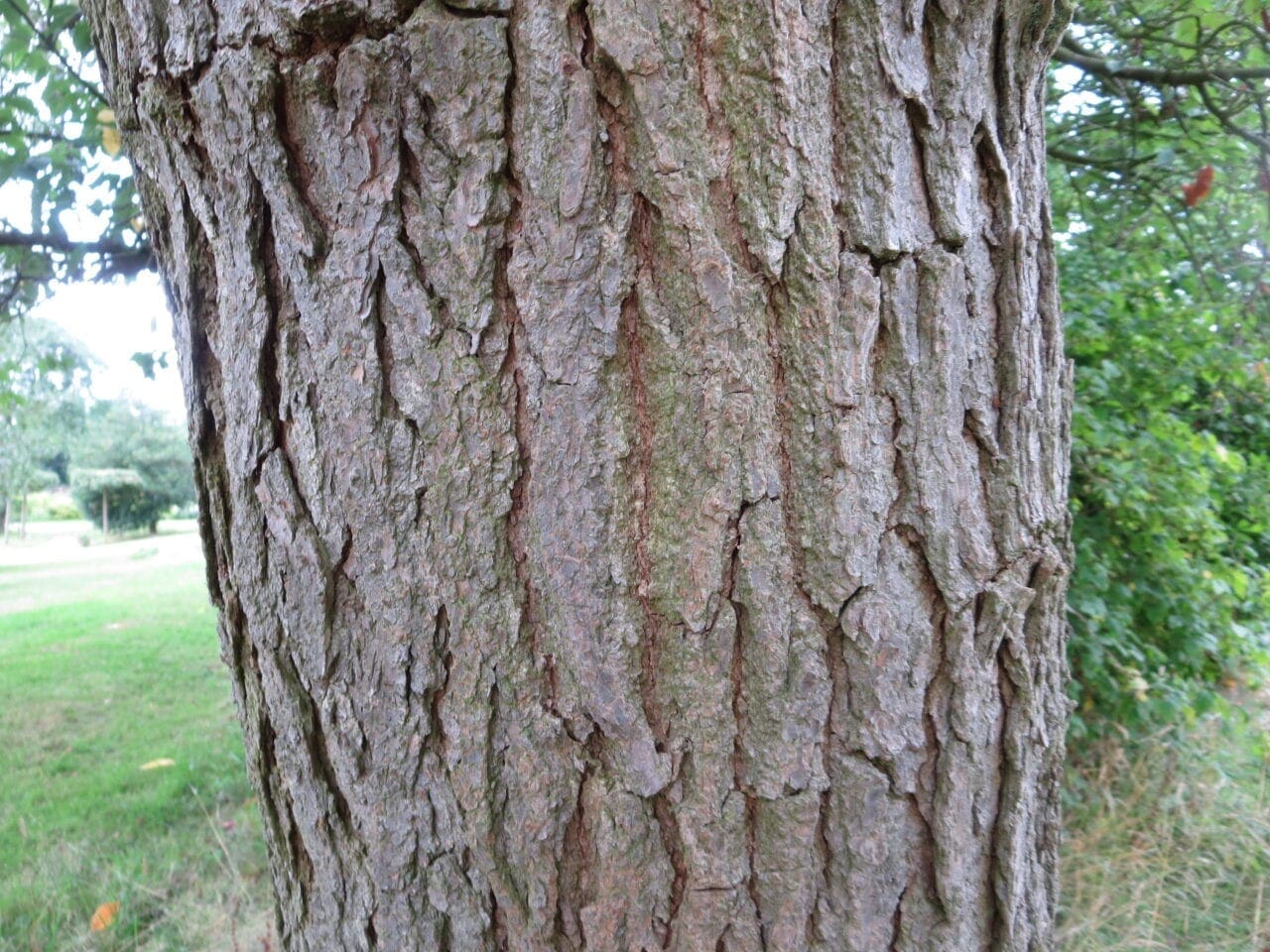 Southern Catalpa - Tree Guide UK - Southern Catalpa tree identification