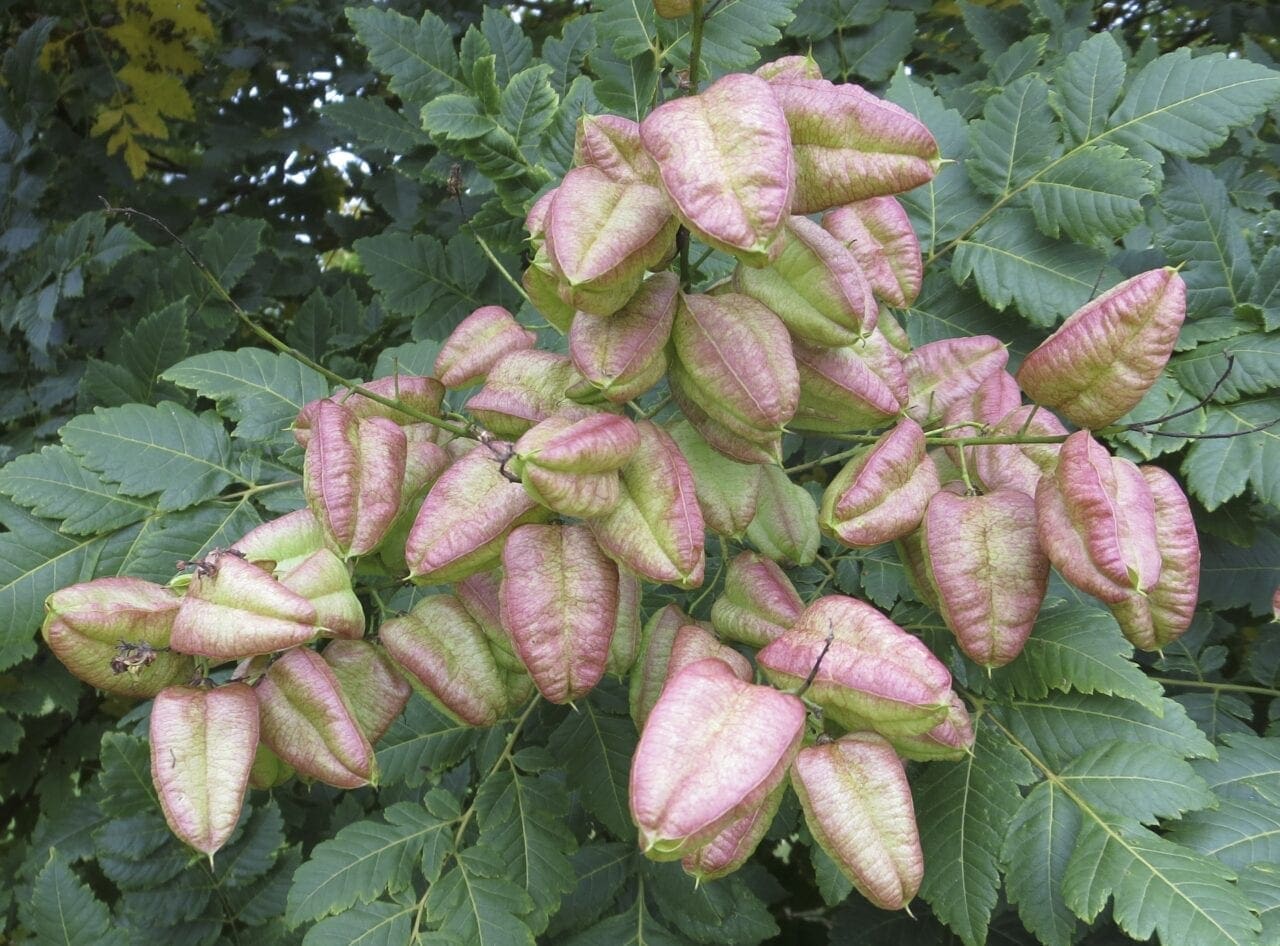 Golden Rain Tree - Tree Guide UK - Golden Rain Tree identification
