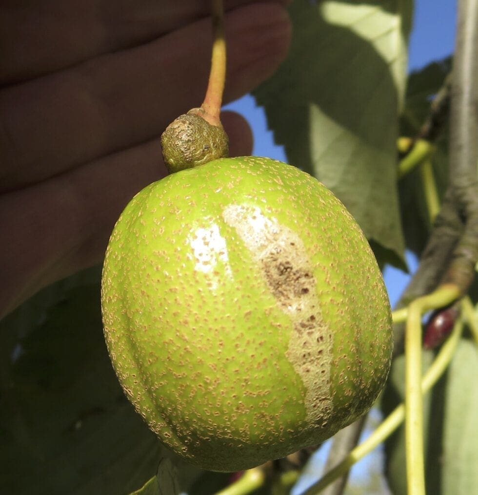 Handkerchief Tree - Tree Guide UK- Handkerchief Tree identification