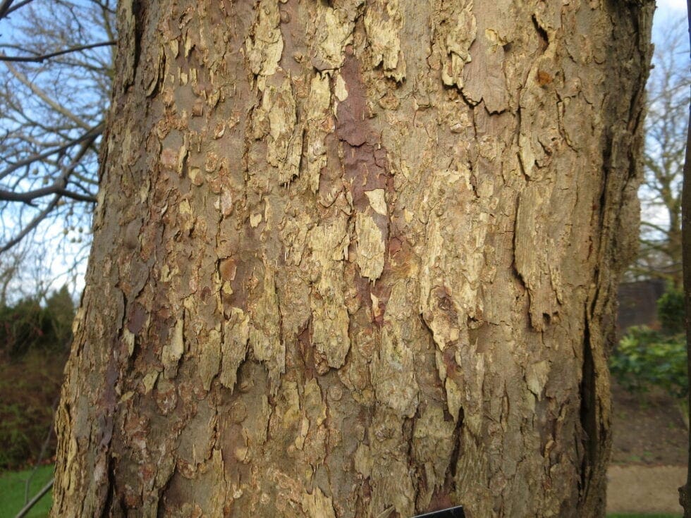 Handkerchief Tree - Tree Guide UK- Handkerchief Tree identification