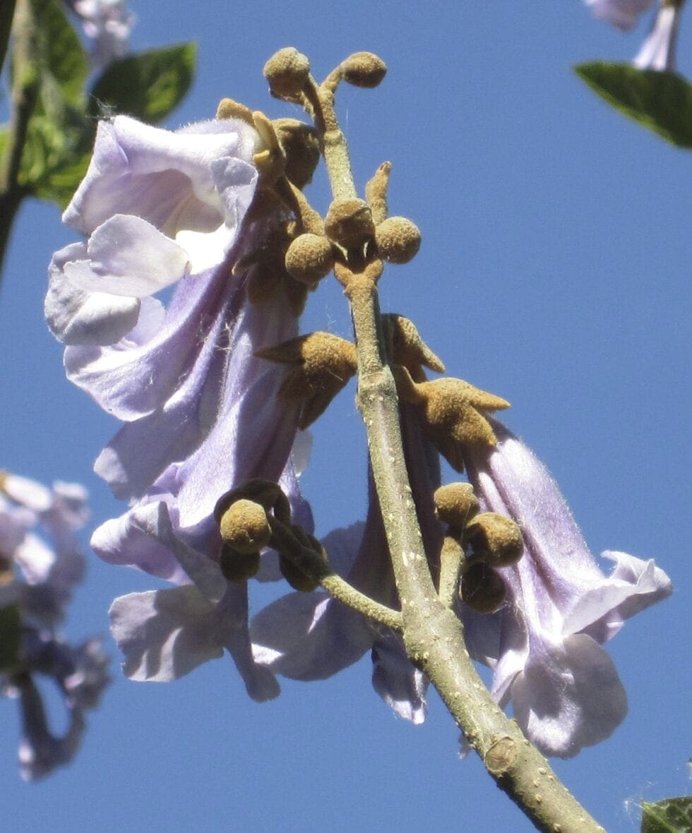 Foxglove Tree - Tree Guide UK - Foxglove Tree identification