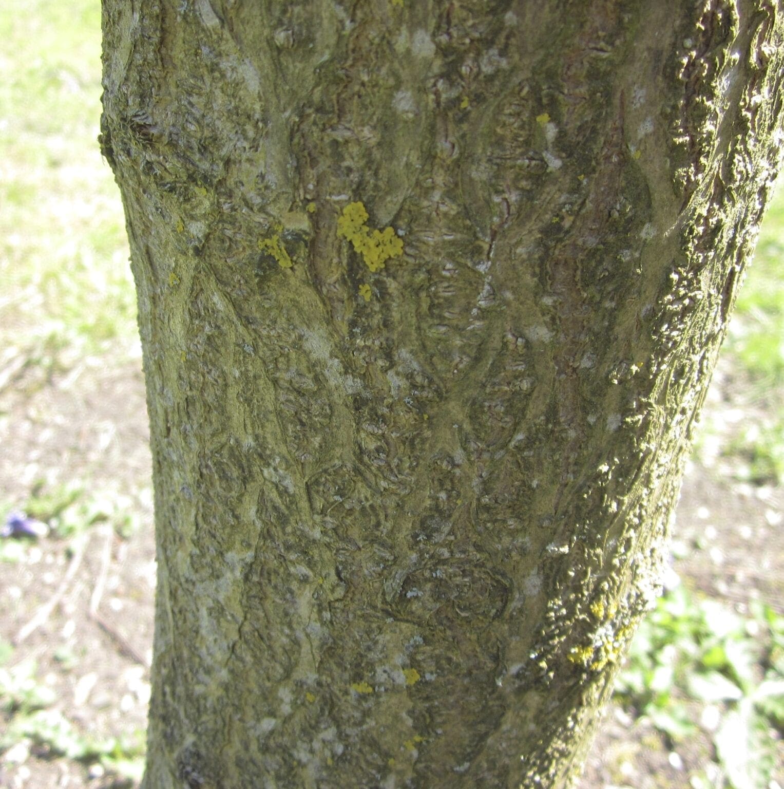 Foxglove Tree - Tree Guide UK - Foxglove Tree identification